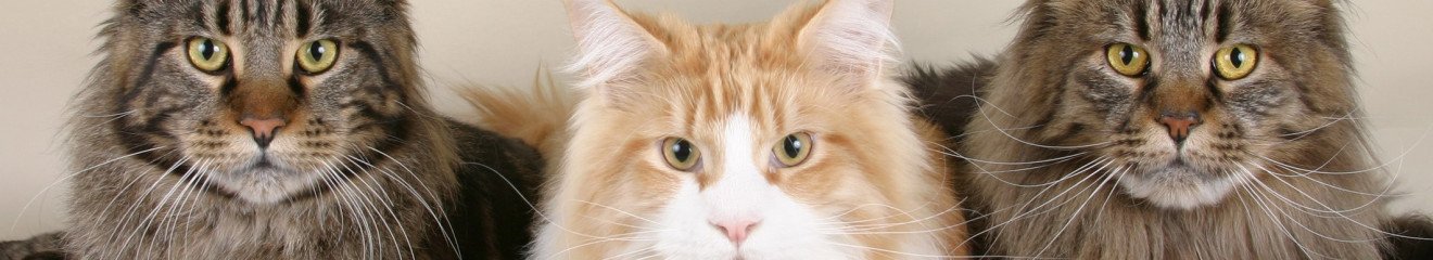 Katten, alles wat je wil weten! - Kattenclub.be