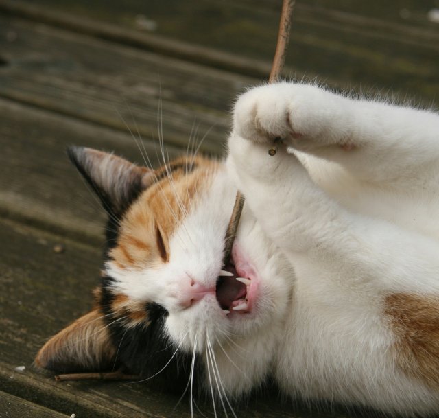 Kattenclub.be - Katten - Uw kat vraagt aandacht