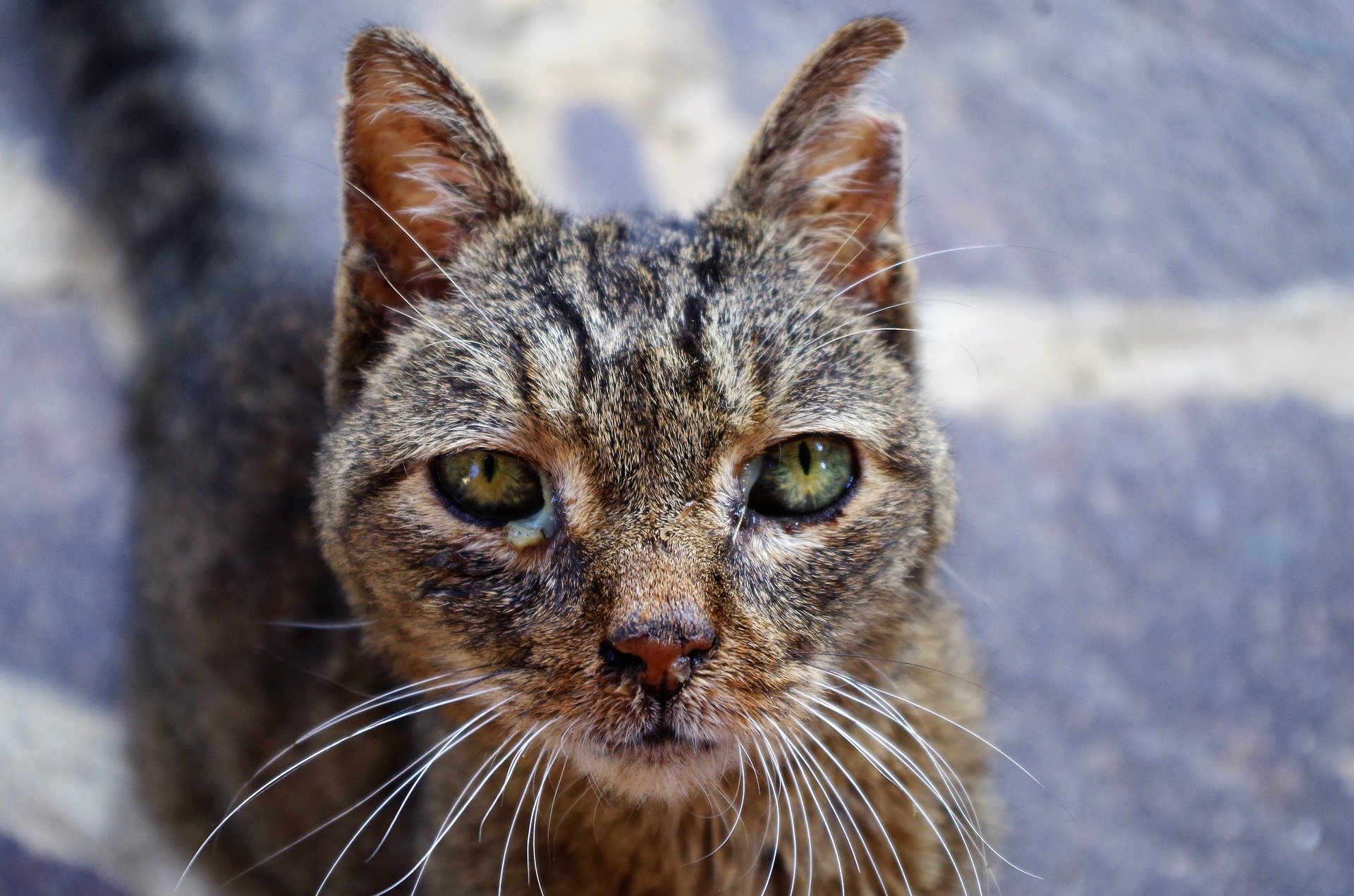 Kattenclub.be - Katten - Uw kat vraagt aandacht